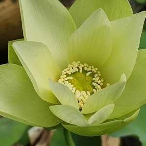 5 Green Love Lotus Seeds - Indian Lotus (nelumbo Nucifera) - Perennial ...