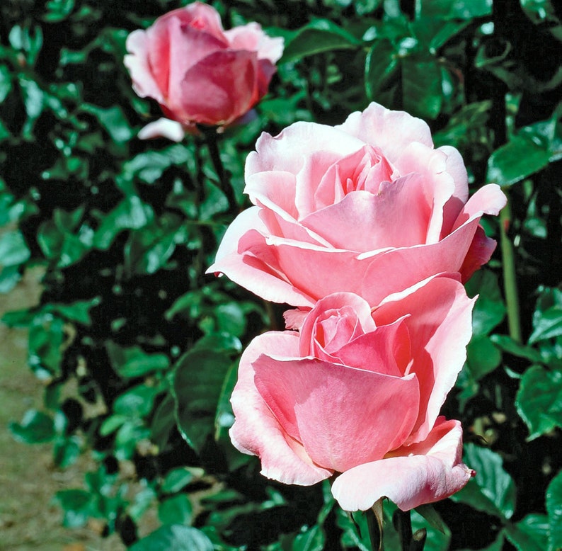 25 Rare Seeds Pink Hybrid Tea Rose Seeds Perennial - Etsy