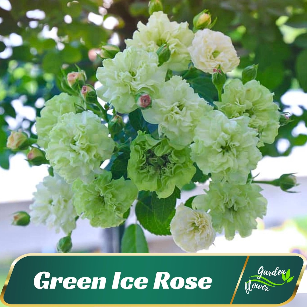 25+ Rare Seeds| Green Ice Rose Seeds - Perennial - Authentic Seeds ...