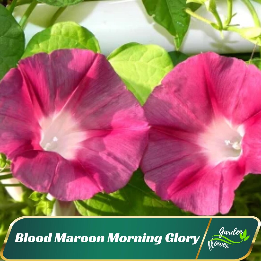 Blood Maroon Morning Glory - Vine Seeds - Authentic Seeds - Fast ...