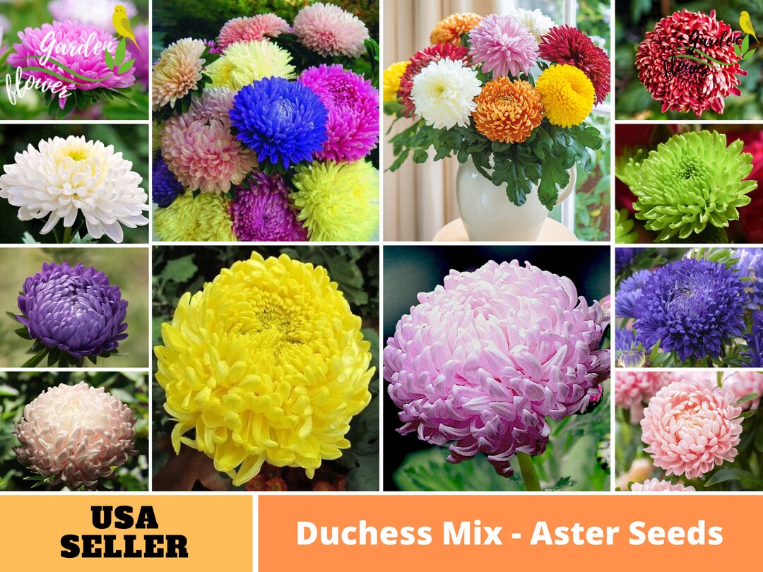 Duchess Mix Aster Seeds perennial authentic Seeds vegetable Seeds-mix ...