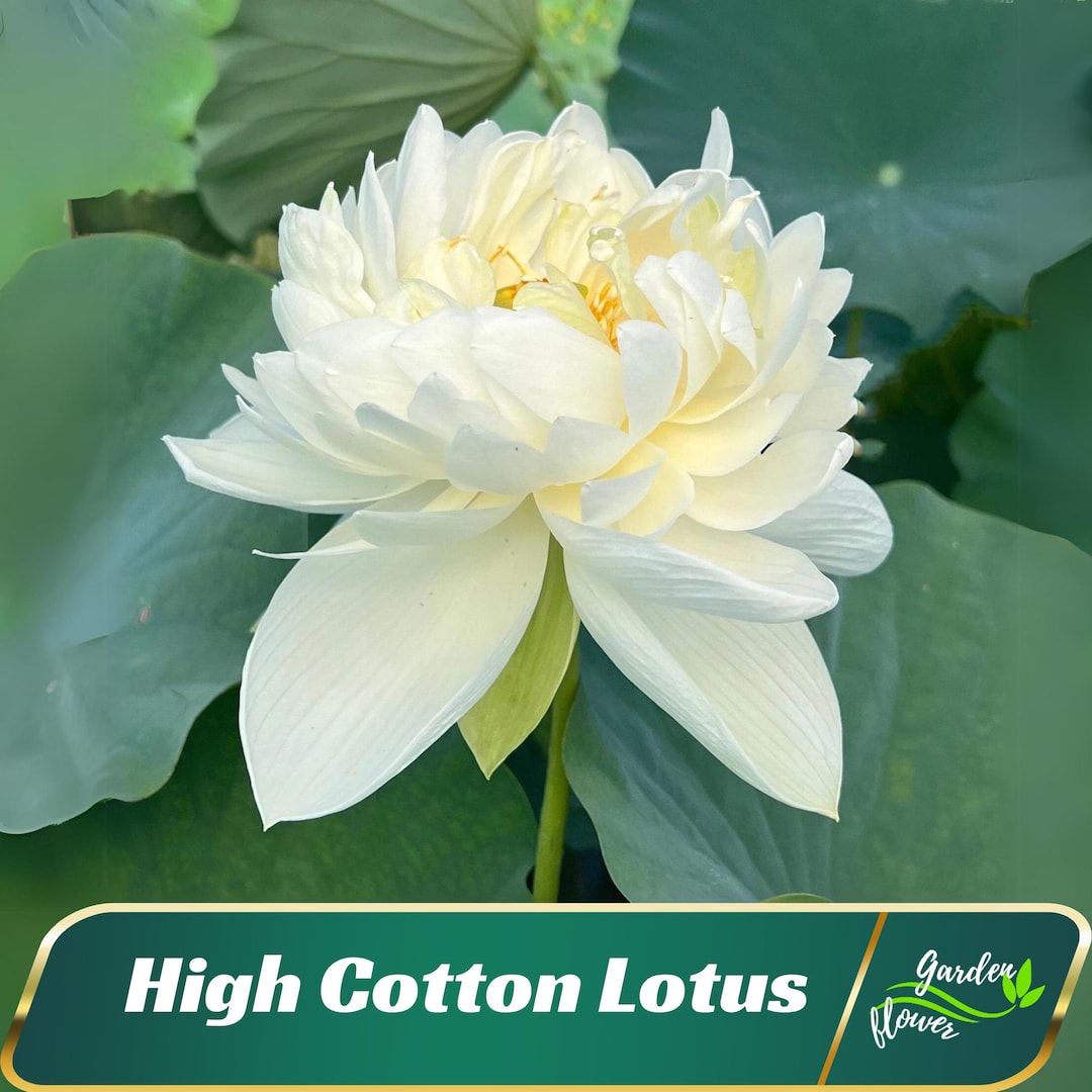 5 High Cotton Lotus Seeds - Indian Lotus (nelumbo Nucifera) - Perennial ...