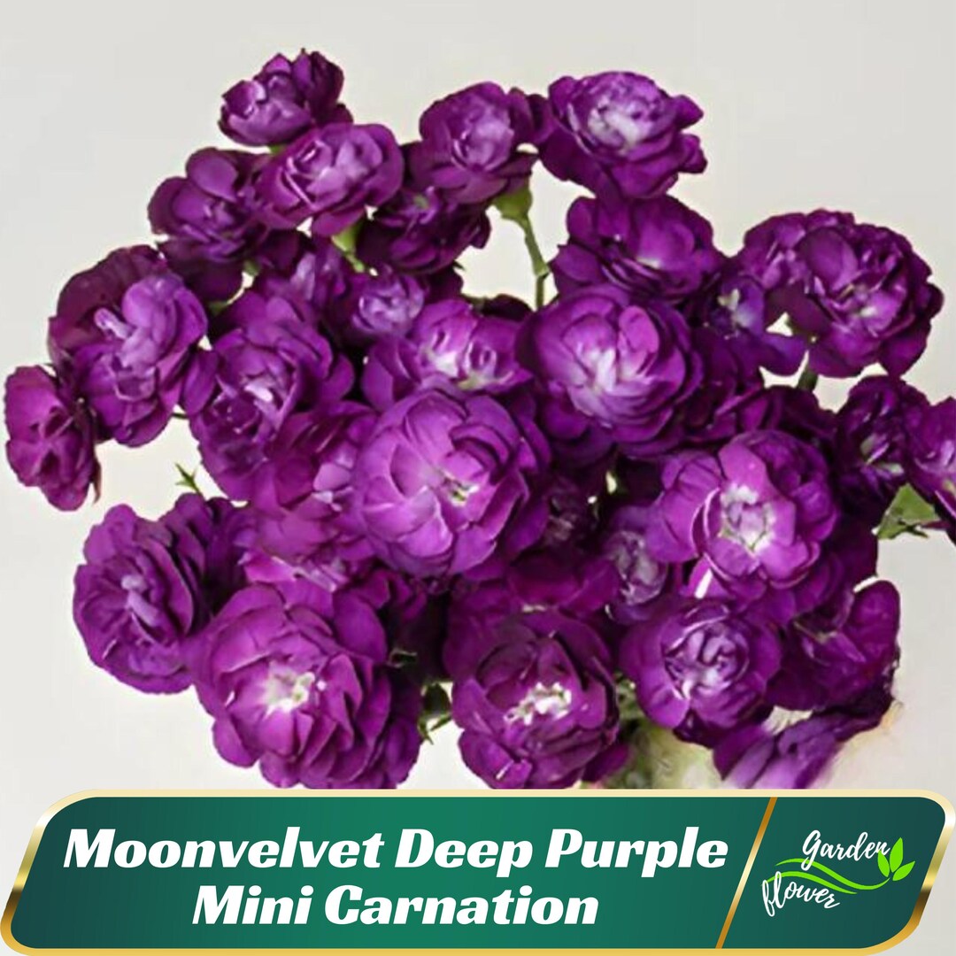 Moonberry Light Purple Mini Carnation - Authentic Seeds - Cold ...