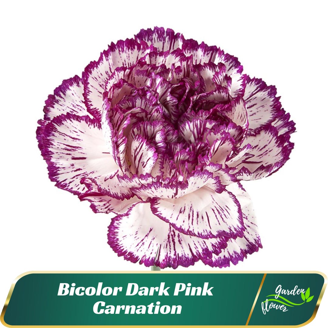 Bicolor Dark Pink Carnations - Dianthus - Authentic Seeds - Cold ...