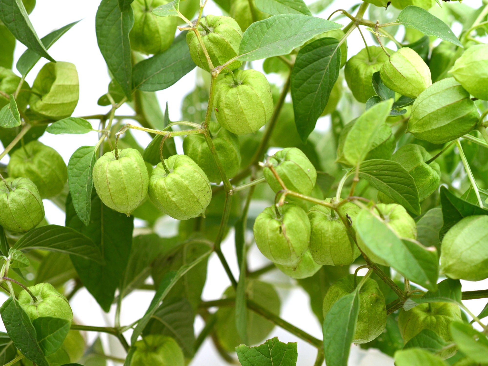 Tomatillo Seeds – Annual - Authentic Seeds - Cross-pollinating ...