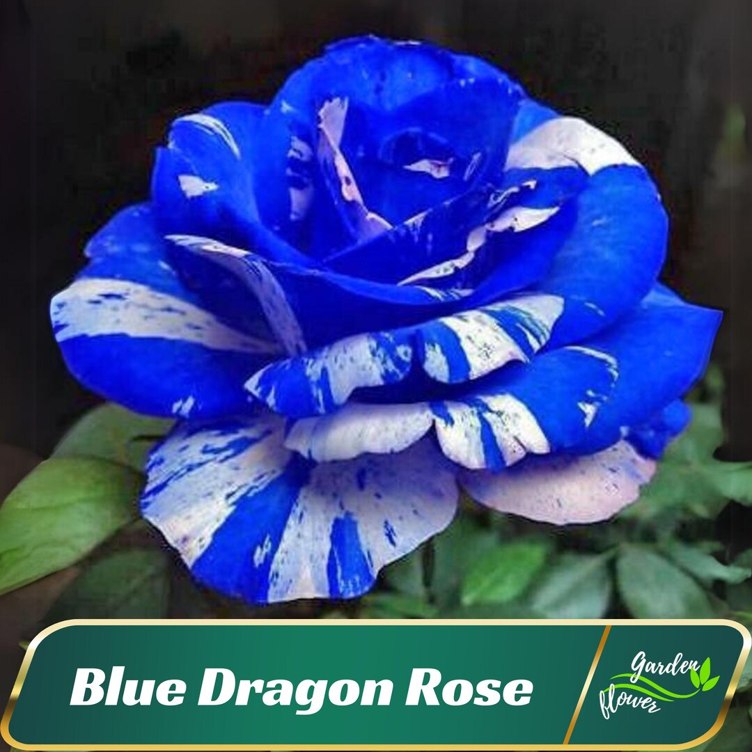 30+ Rare Seed| Blue Dragon Rose Seeds - Perennial - Authentic Seeds ...