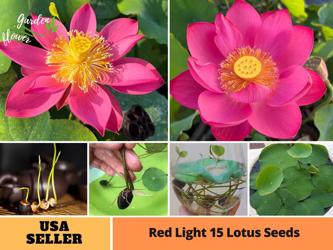 5 Red Light 15 Lotus Seeds Indian Lotus nelumbo Nucifera Seeds Flower Seeds B3G1 Q060 - Etsy