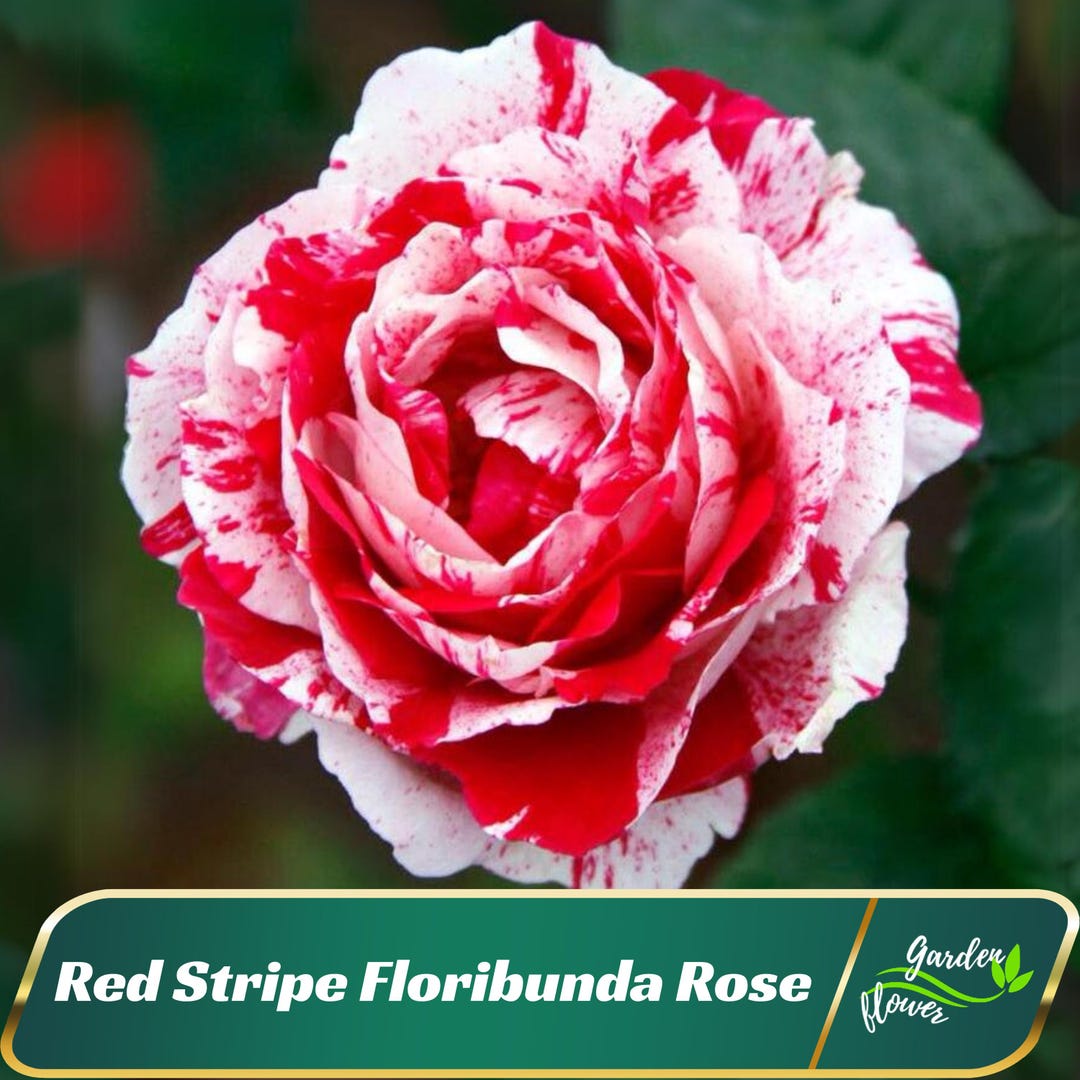 30+ Rare Seed | Red Dragon Stripe Floribunda Flower Rose Seeds ...