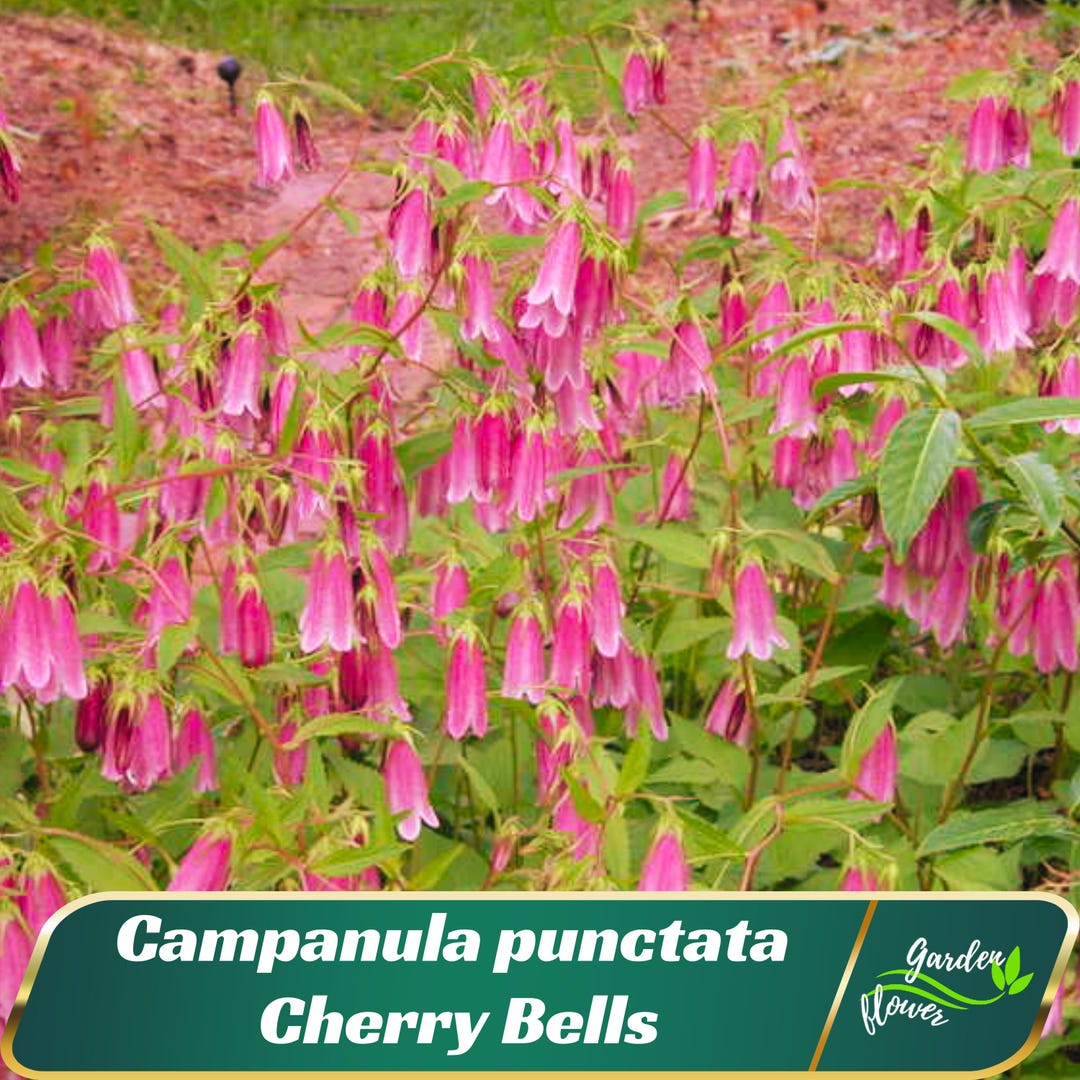 Campanula Punctata 'cherry Bells' - Perennial - Bellflower – Clumping ...