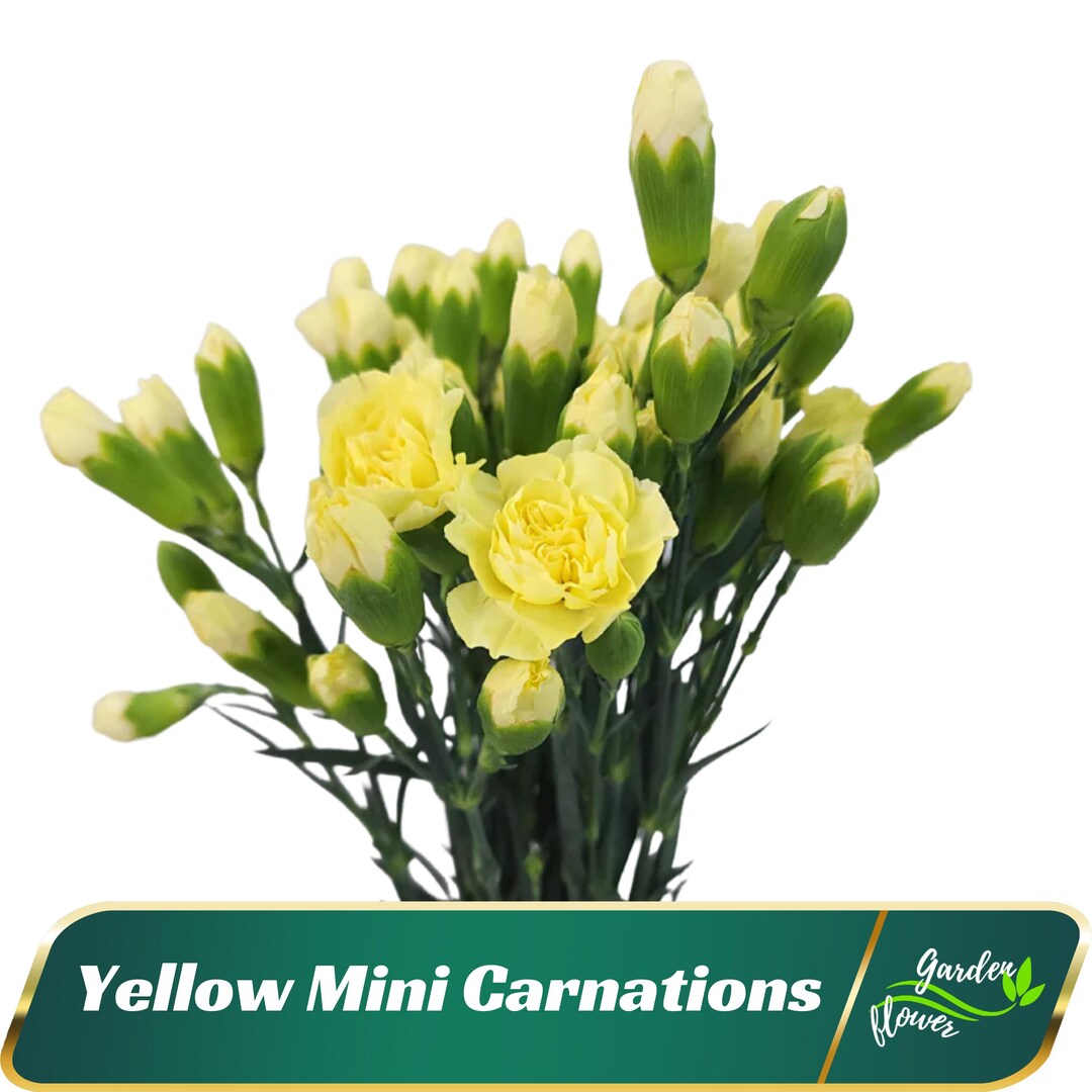 Yellow Mini Carnations - Dianthus - Authentic Seeds - Cold Resistant ...