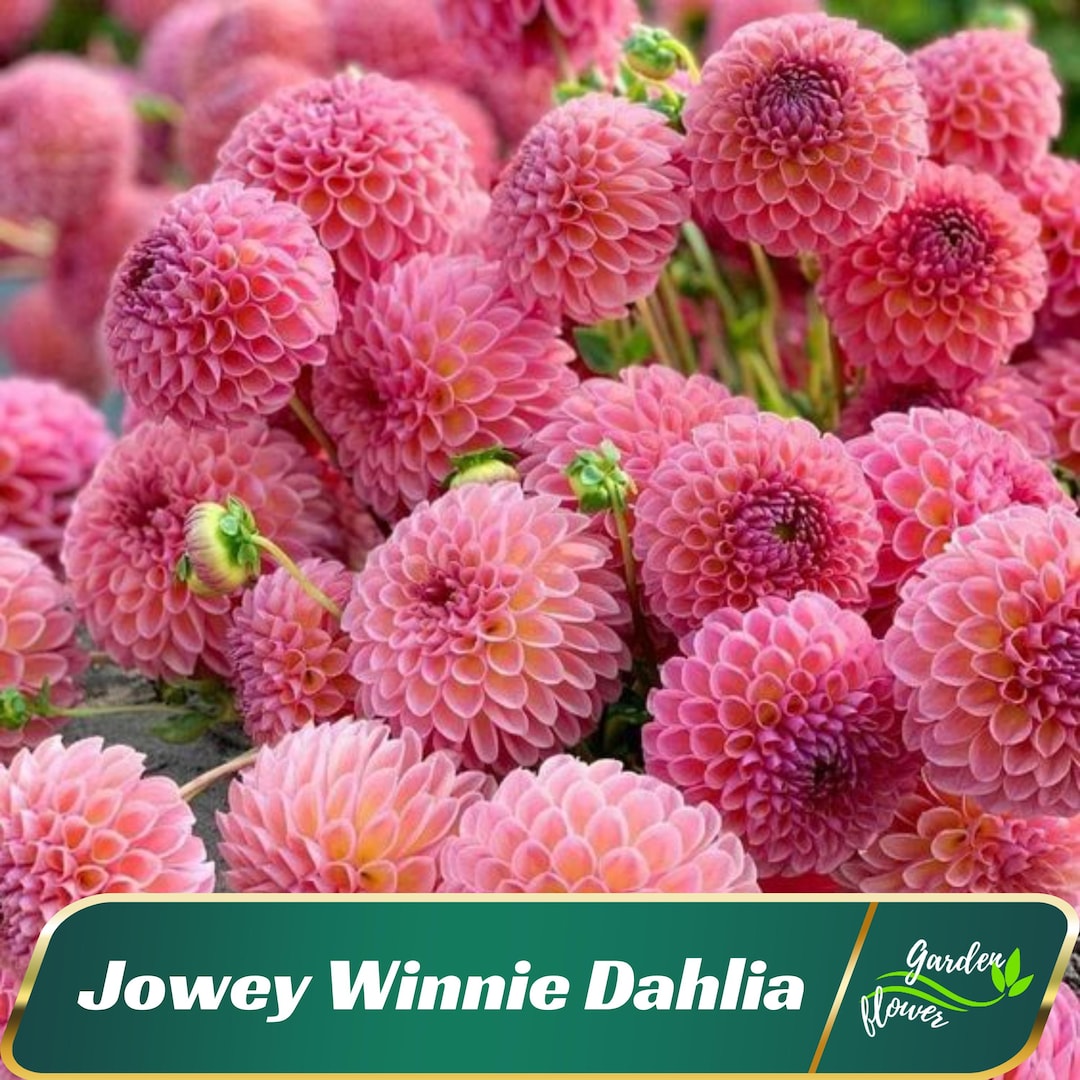 Jowey Winnie Dahlia Seeds- Pollinator Friendly- Open Pollinated ...