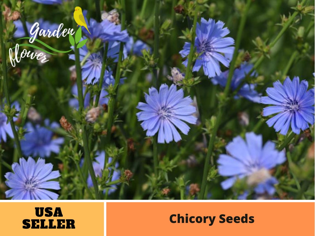 205 Seeds Chicory Seeds Authentic Seeds GMO Free Seedsflower Seeds ...