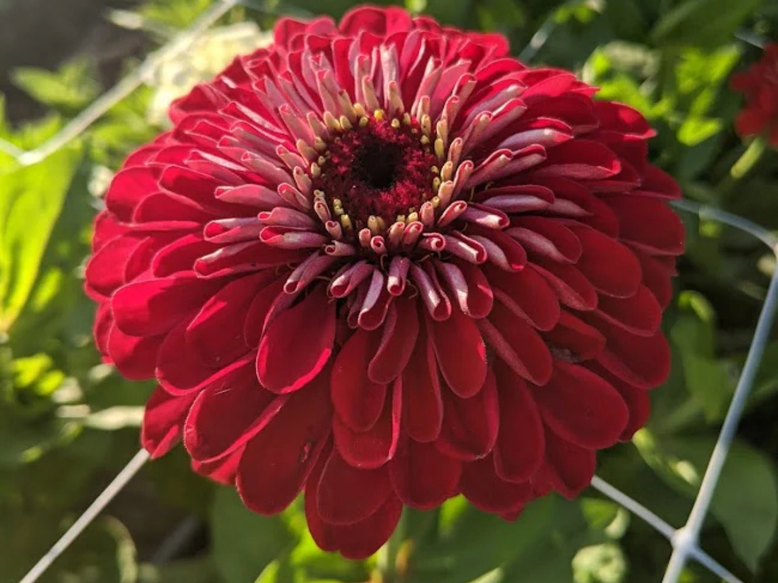 Zinnia ‘benary’s Giant Deep Red’ - Zinnia Elegans - Authentic Seeds ...