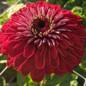 Zinnia ‘benary’s Giant Deep Red’ - Zinnia Elegans - Authentic Seeds ...