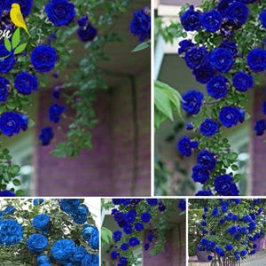 30+ Rare Seeds| Blue Climbing Rose Seeds - Perennial - Authentic Seeds ...