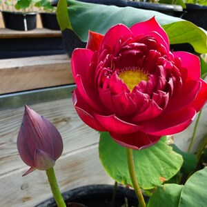 5+ Rare Seeds| Black Red Lotus (mo Hong Lotus) Seeds - Indian Lotus ...