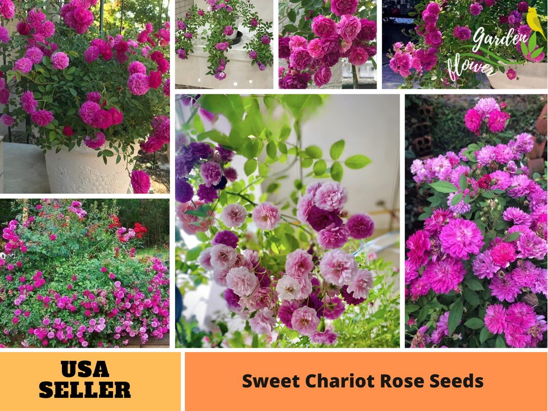 30 Rare Seeds Sweet Chariot Rose Seeds perennial authentic Seeds ...
