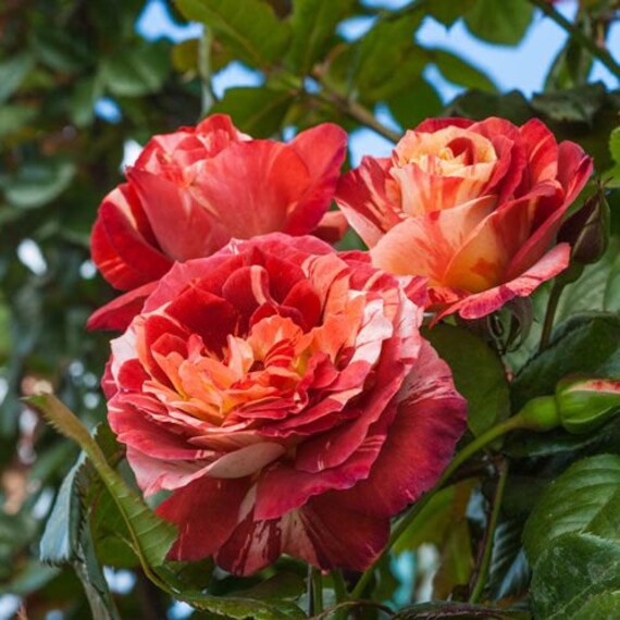 25 Rare Seeds Tropical Lightning Climbing Rose Seeds A040 - Etsy