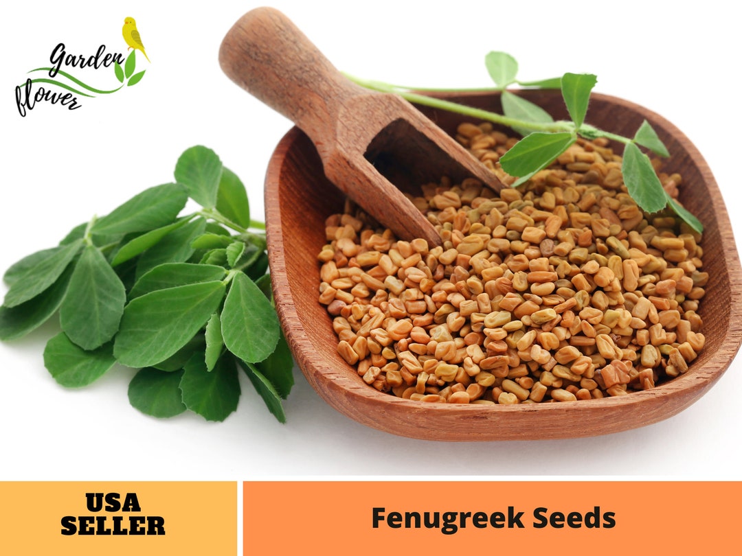 55 Seeds Fenugreek Seeds-perennial authentic Seeds-flowers organic. Non ...