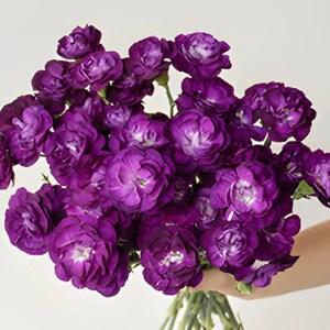 Moonberry Light Purple Mini Carnation - Authentic Seeds - Cold ...