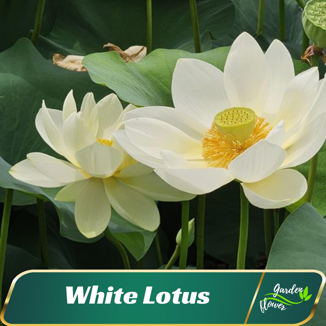 5 White Lotus Seeds - Indian Lotus (nelumbo Nucifera) - Perennial ...