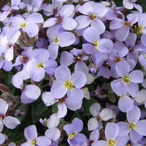 Compinkie Arabis Flower Seeds - Perennial - Authentic - Cold Resistant ...
