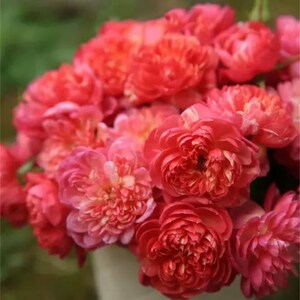 30 Rare Seeds Cache Cache Rose Seeds-perennial authentic - Etsy