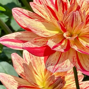 Red White Awe Shucks Dahlia Flower Seeds - Perennial - Authentic Seeds ...