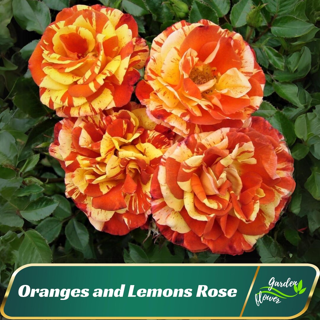 30 Rare Seeds| Oranges and Lemons Floribunda Flowers Rose Seeds ...