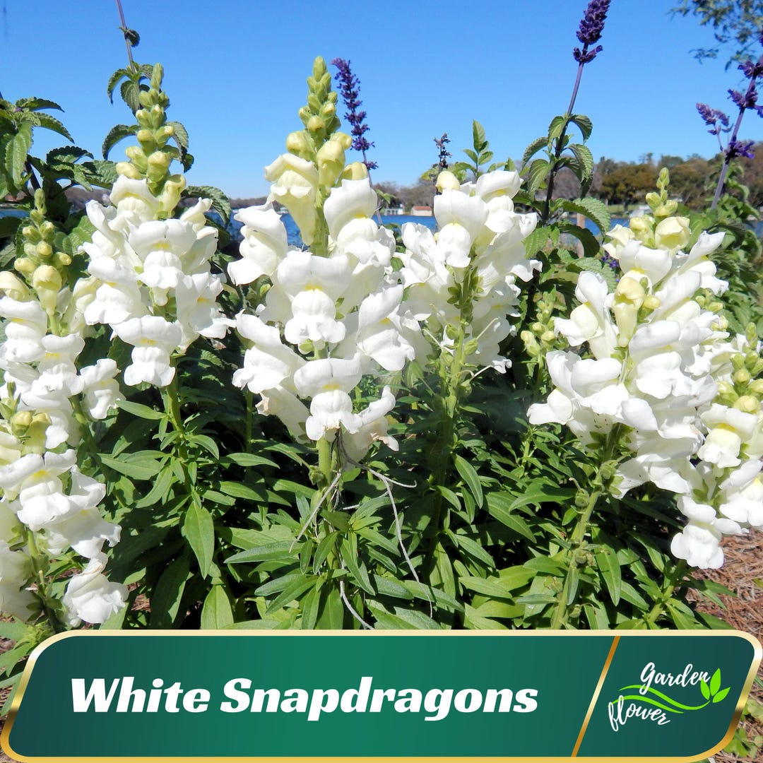 White Rocket Snapdragons Seeds – Heirloom Flower – Cold Hardy ...