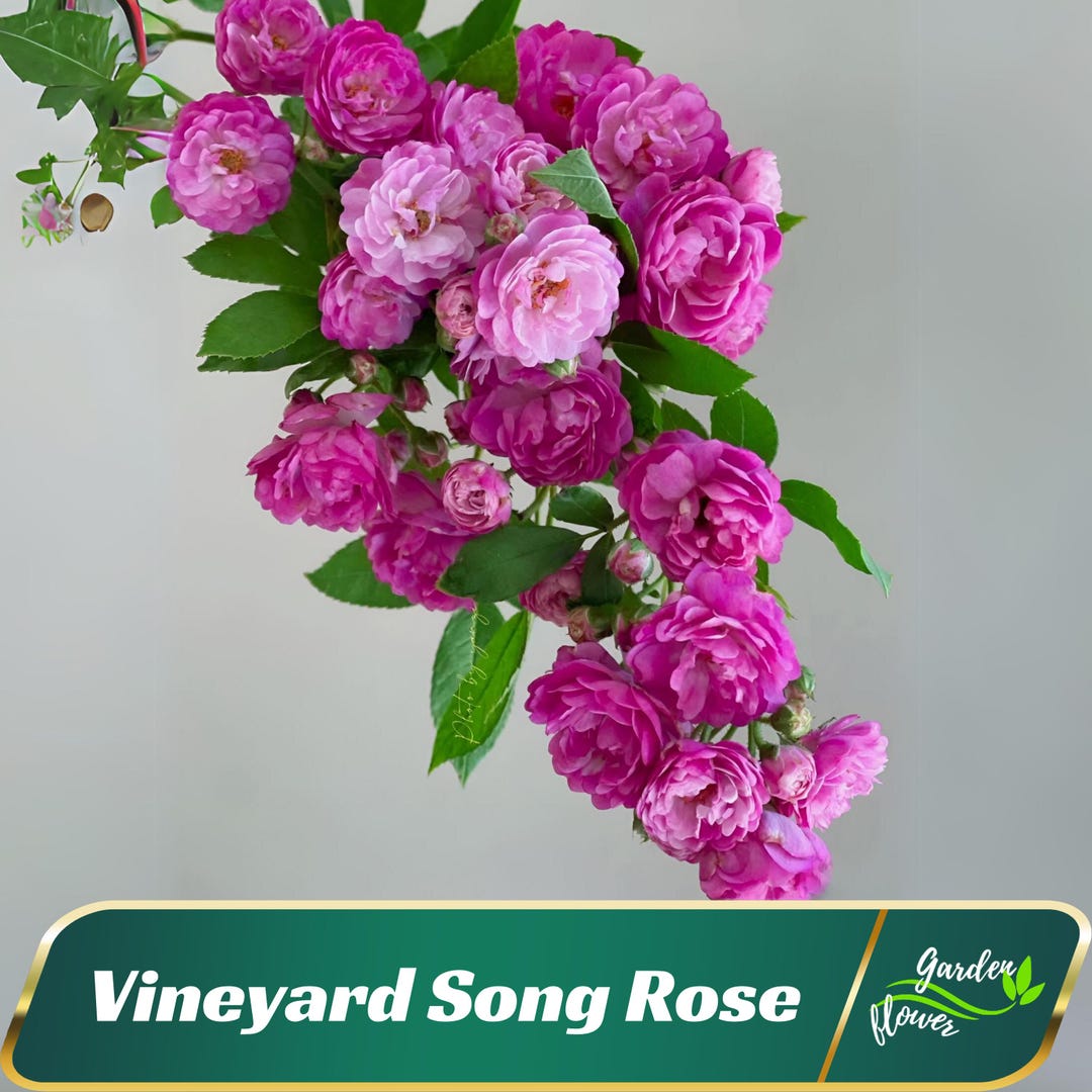 30+ Rare Seeds| Vineyard Song Rose Seeds- Perennial - Authentic Seeds - Late Winter to Early ...