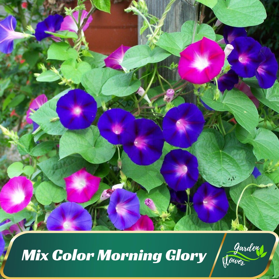 30+ Seeds| Mix Color Morning Glory Seeds - Vine Seeds - Authentic Seeds ...