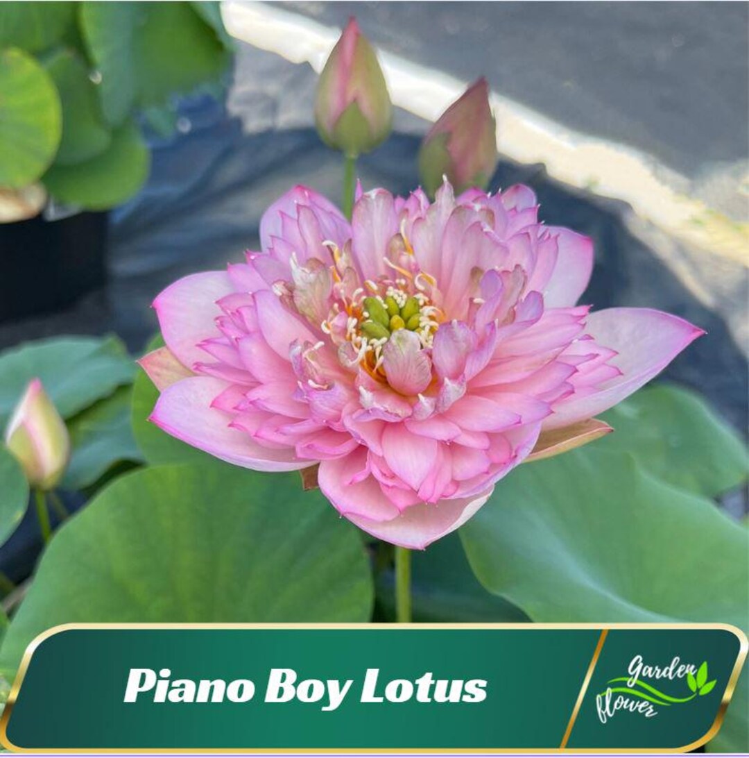 5 Piano Boy Lotus Seeds - Indian Lotus (nelumbo Nucifera) - Perennial ...