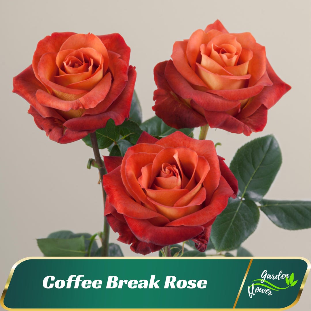 30+ Seeds|coffee Break Rose Seeds- Perennial - Authentic Seeds - Late ...