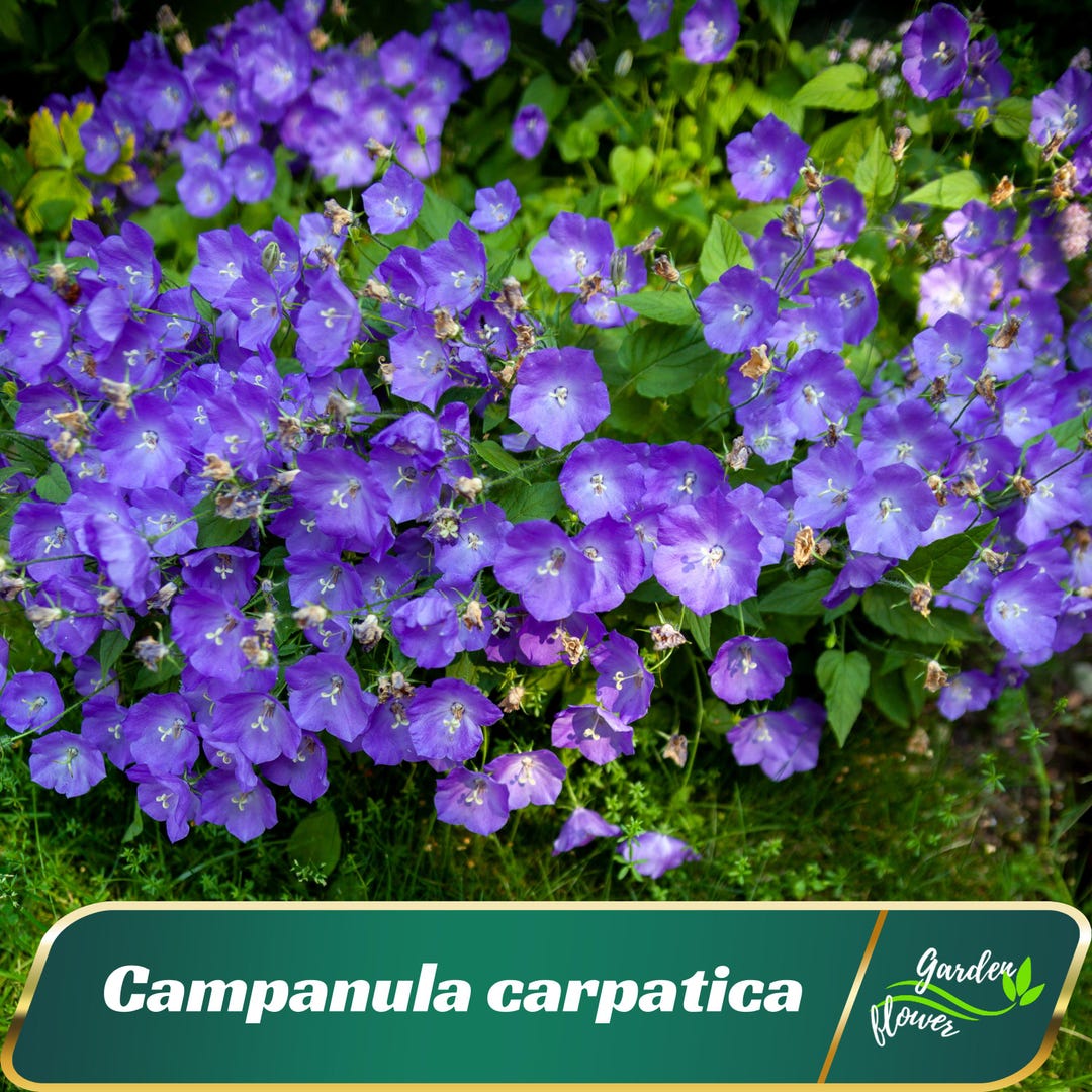 Campanula Carpatica - Perennial - Authentic Seeds - Bellflower – Cold ...
