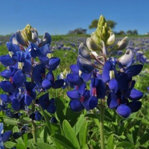 Lupinus Texensis (texas Bluebonnet) - Authentic Seeds ~ GMO Free ...