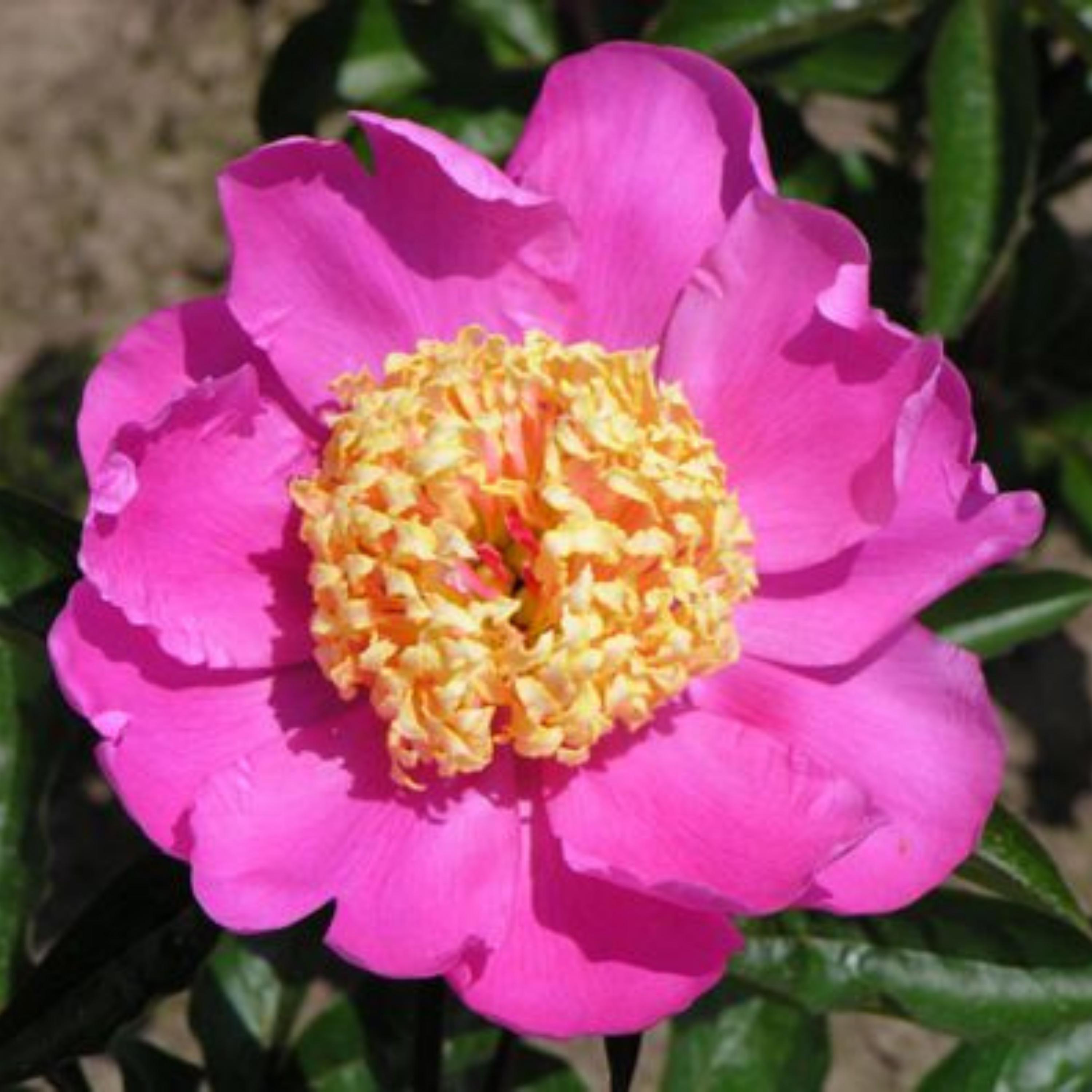 10+ Rare Seeds| Doreen Peony Seeds - Perennial - Authentic Seeds - Cold ...