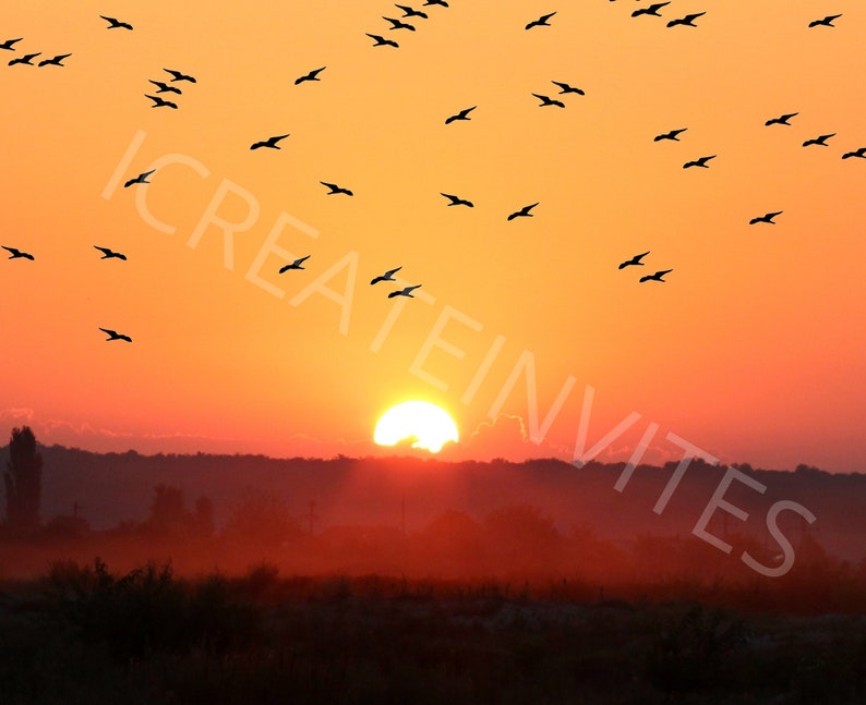 Flying Birds Photoshop Overlay Transparent Background Png Bundle ...