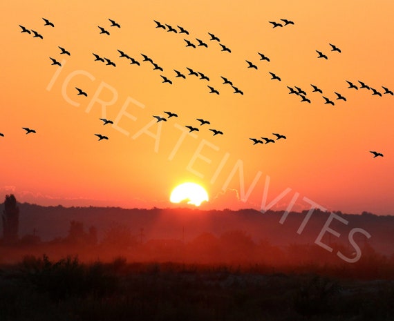 Flying Birds Photoshop Overlay Transparent Background Png - Etsy