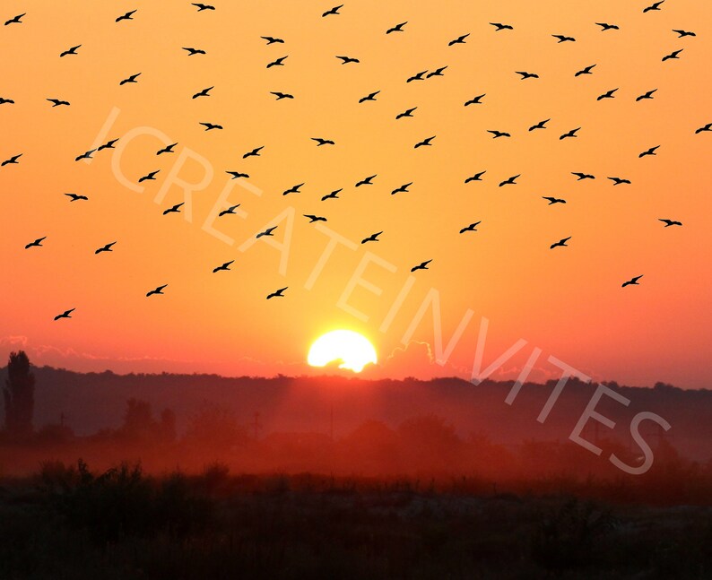 Flying Birds Photoshop Overlay Transparent Background Png - Etsy