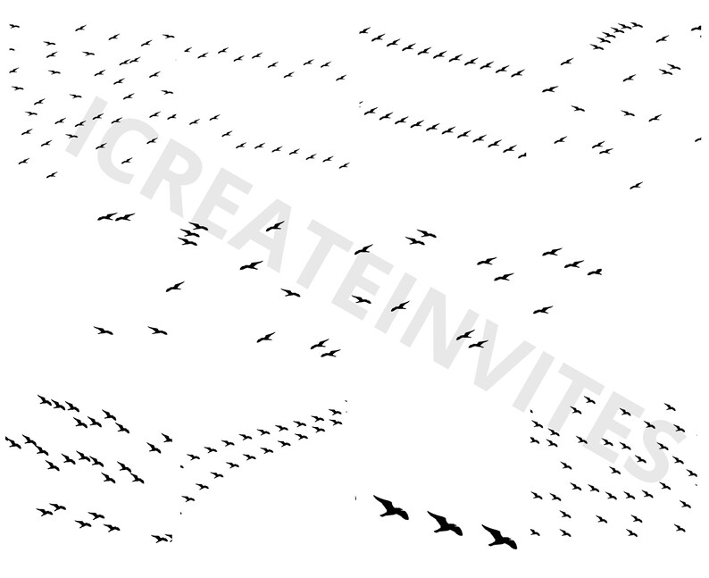 Flying Birds Photoshop Overlay Transparent Background Png Bundle - Etsy