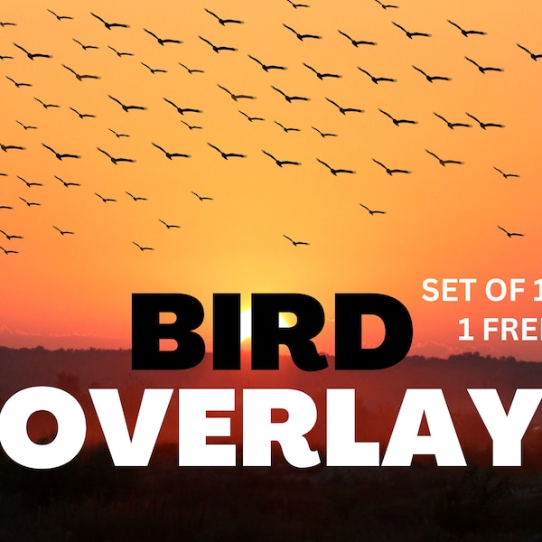 Flying Bird Overlays - Etsy