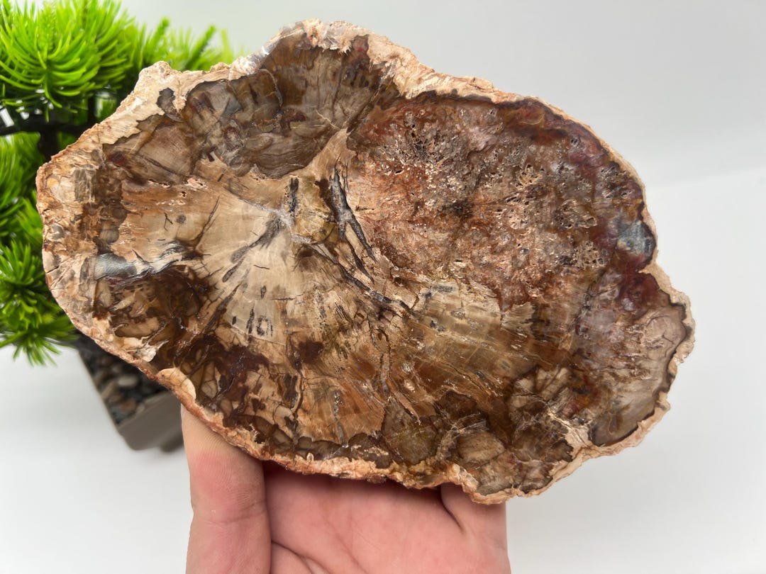 Petrified Wood Slab - Natural Stone Slice - Fossilized Wood Specimen ...