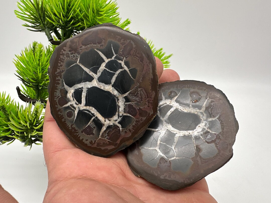 Dragonstones Pair, Septarian Nodule Geode, Septaria, Dragonstone ...
