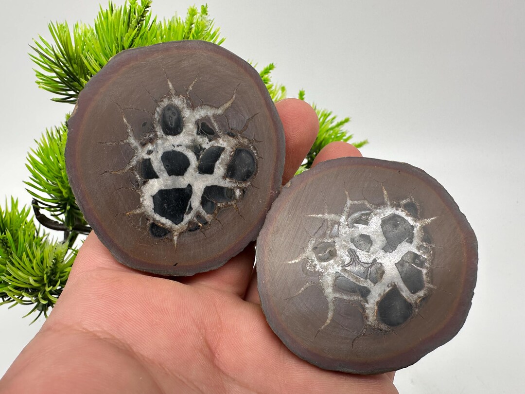 Dragonstones Pair, Septarian Nodule Geode, Septaria, Dragonstone ...