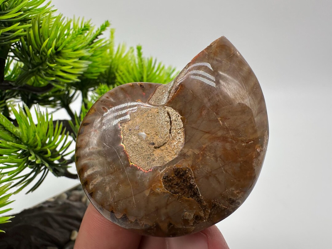 Natural Rare Ammonite Fossil Conch,quartz Crystal Fossil,fossil ...