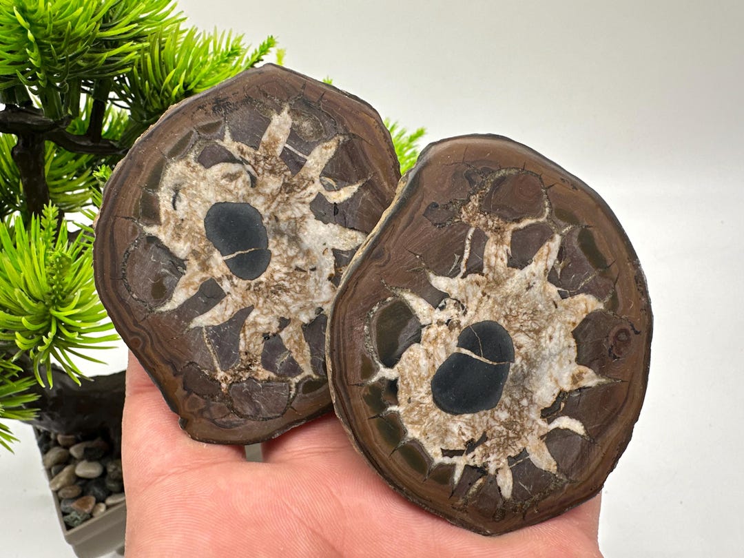 Dragonstones Pair, Septarian Nodule Geode, Septaria, Dragonstone ...