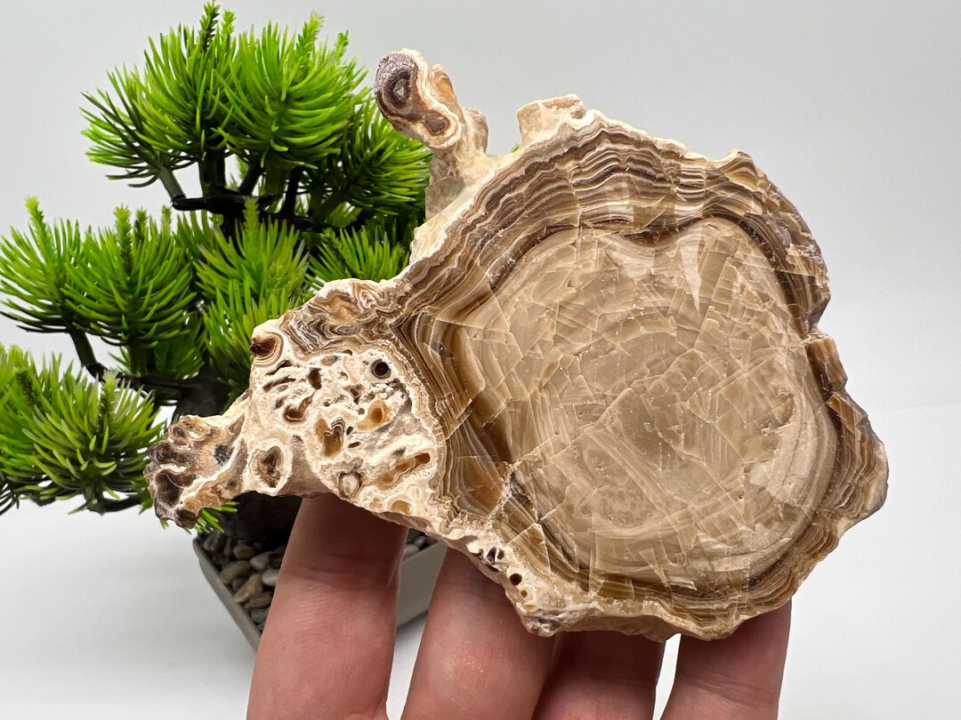 Petrified Wood Calcite Slab, Polished Mineral Specimen, Morocco - Etsy