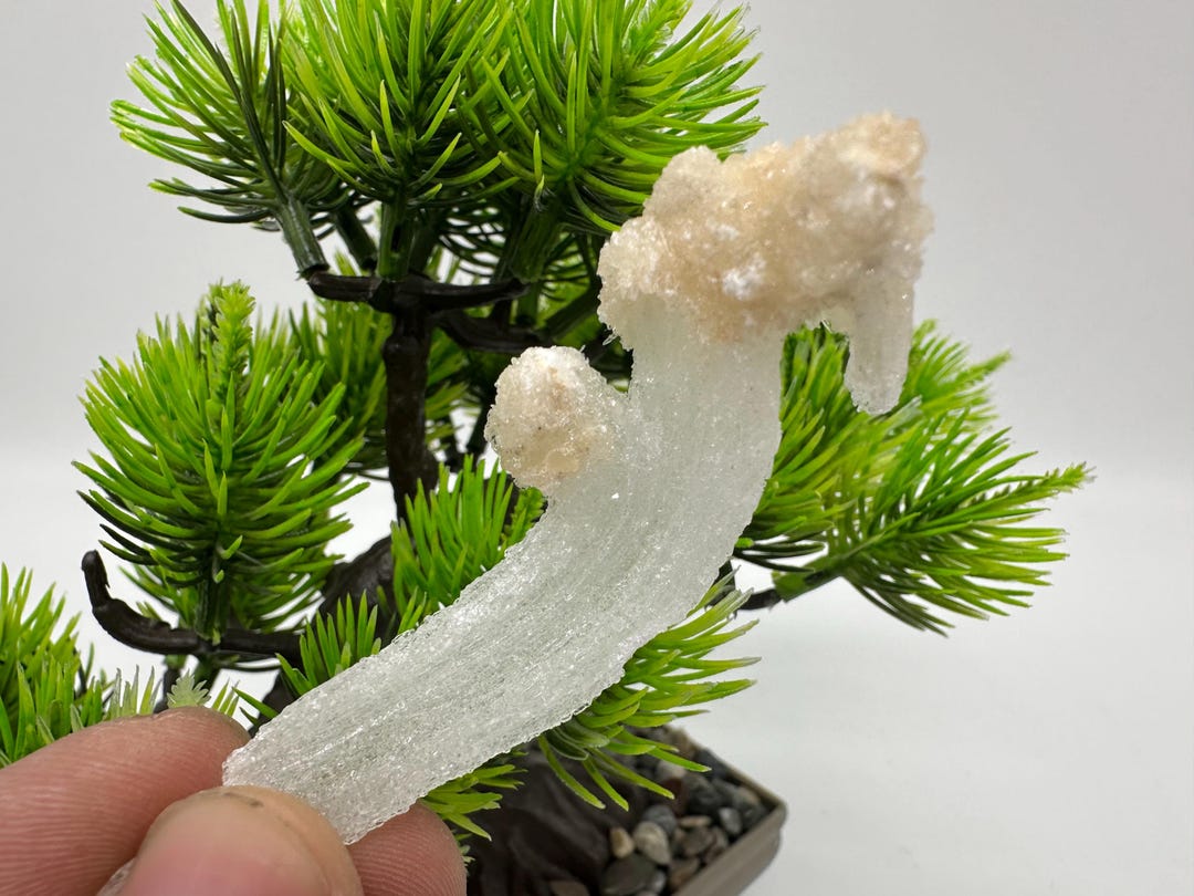 White Selenite Gypsum "ram's Horn'' Selenite,from Guizhou,china,perfect ...