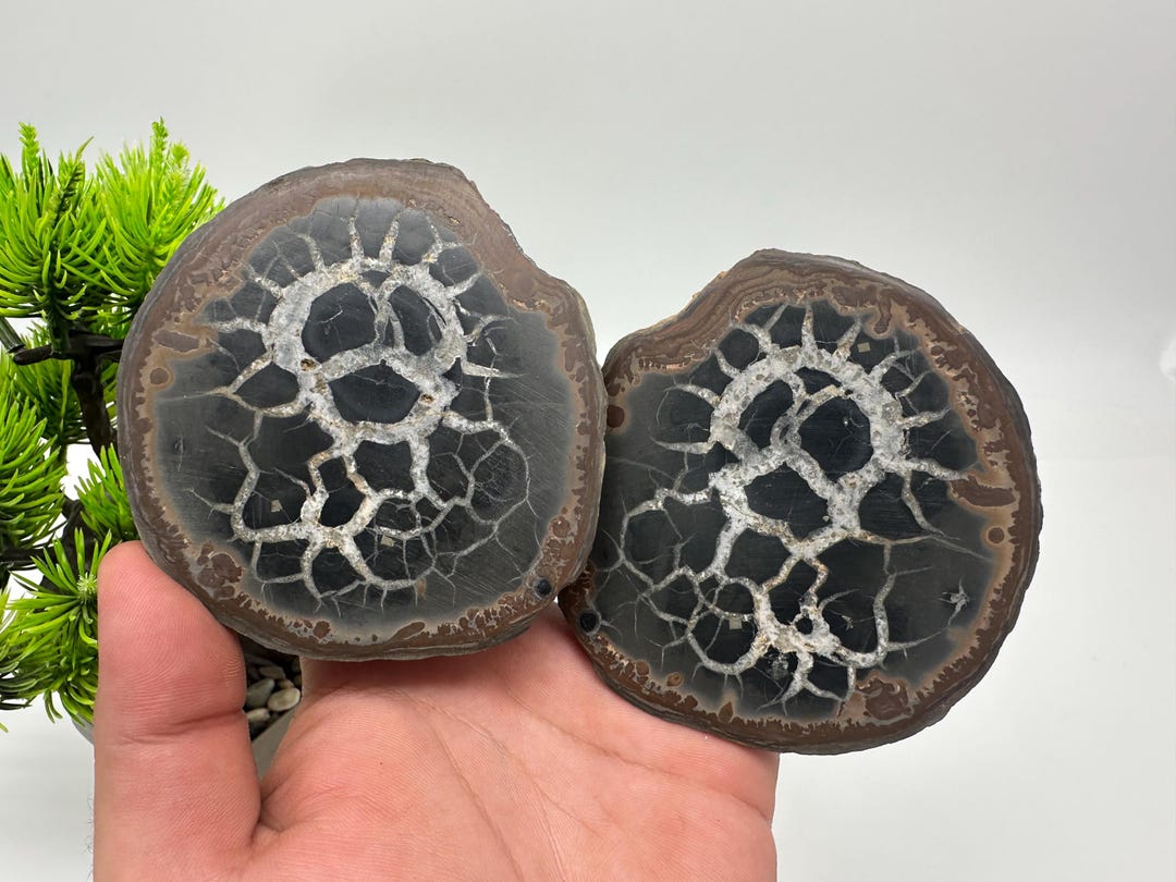 LARGE Dragonstones Pair, Septarian Nodule Geode, Septaria, Dragonstone ...